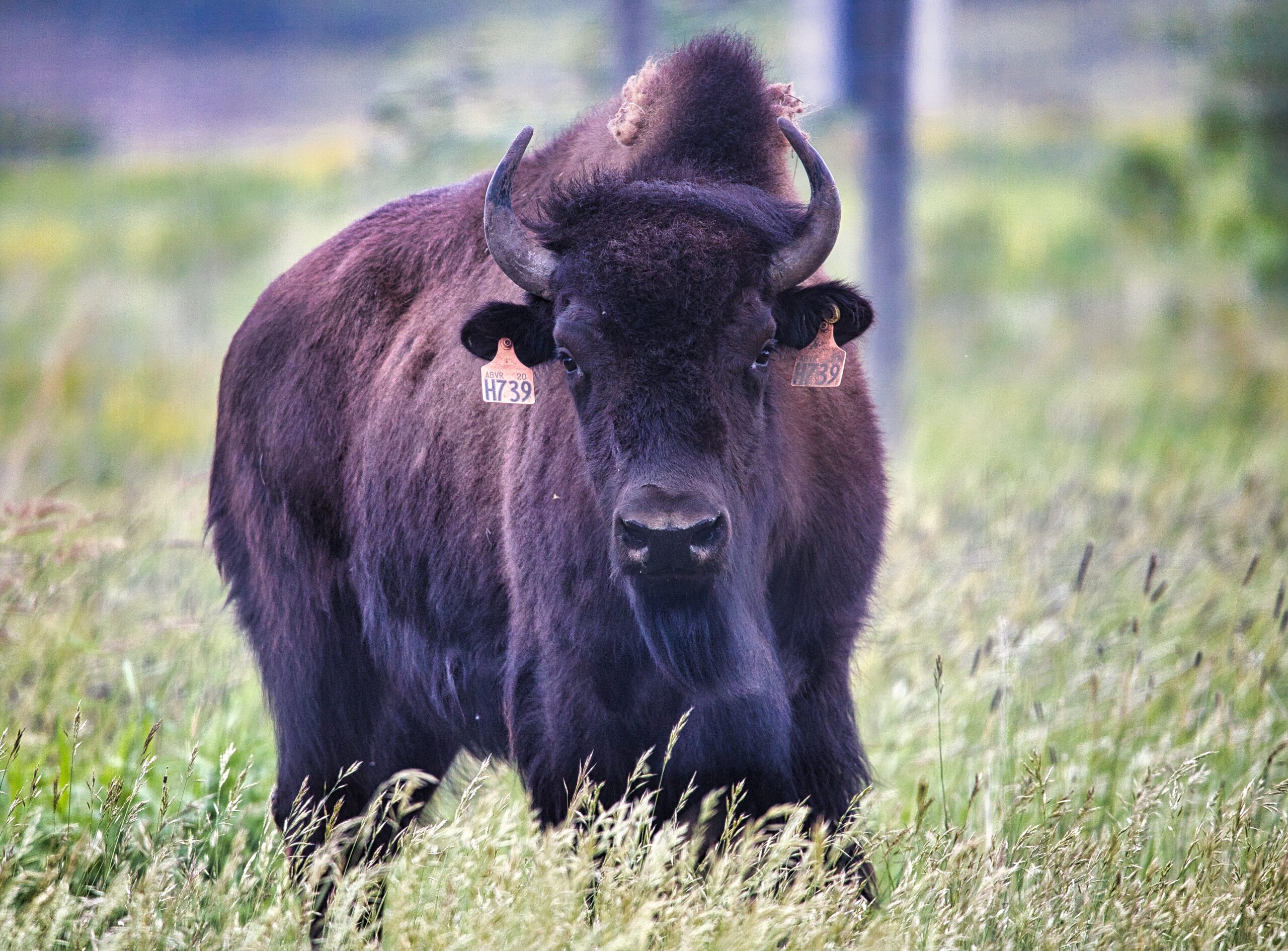 Bison – PixelPam
